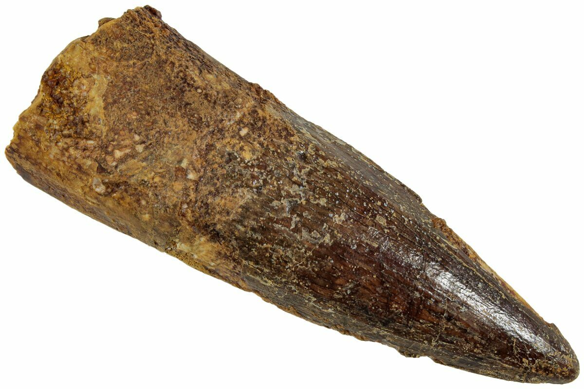 2.48" Fossil Spinosaurus Tooth - Real Dinosaur Tooth (#230742) For Sale ...