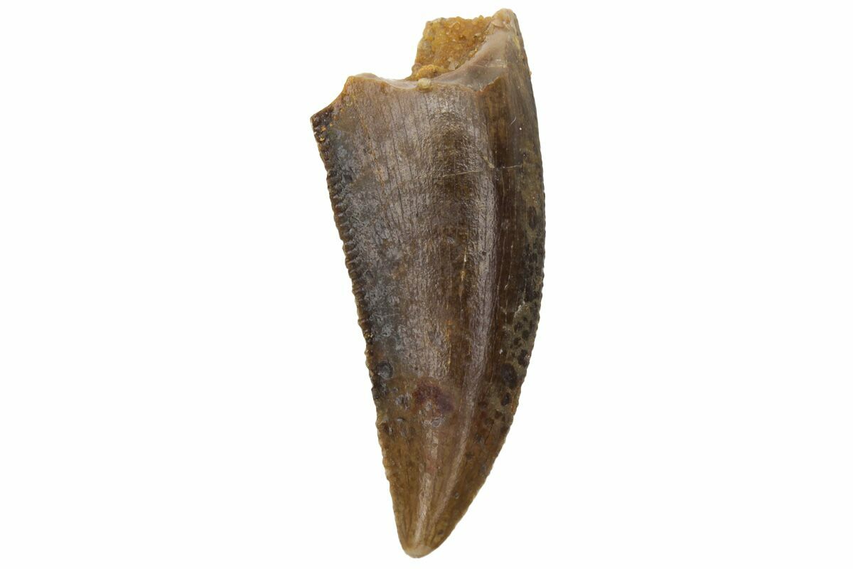 Serrated, .8" Raptor Tooth - Real Dinosaur Tooth (#230835) For Sale ...