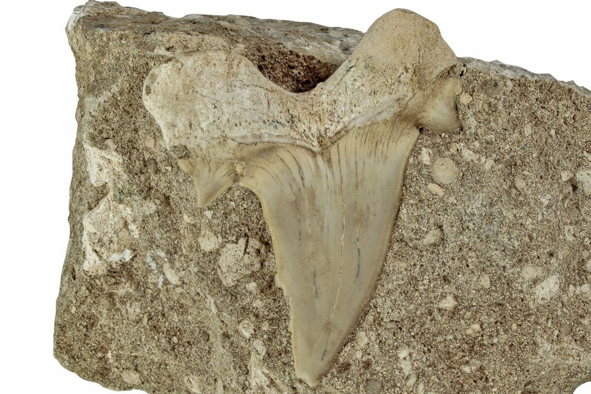 2.25" Otodus Shark Tooth Fossil in Rock - Eocene (#230932) For Sale ...