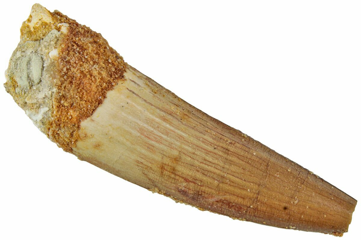 1.77" Fossil Spinosaurus Tooth - Real Dinosaur Tooth (#230752) For Sale ...