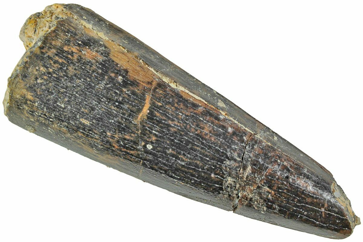 2.18" Fossil Spinosaurus Tooth - Real Dinosaur Tooth (#230769) For Sale ...