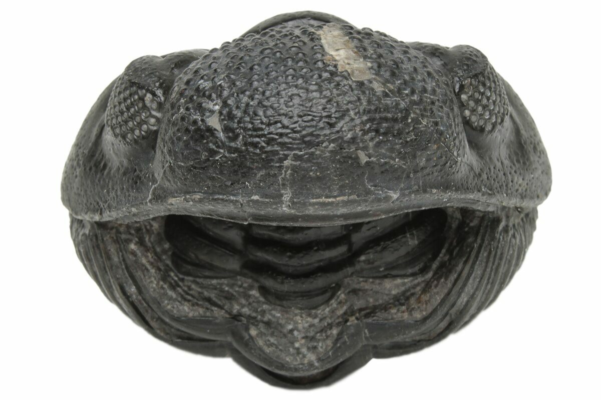 1.7" Wide, Enrolled Pedinopariops Trilobite (#229832) For Sale ...