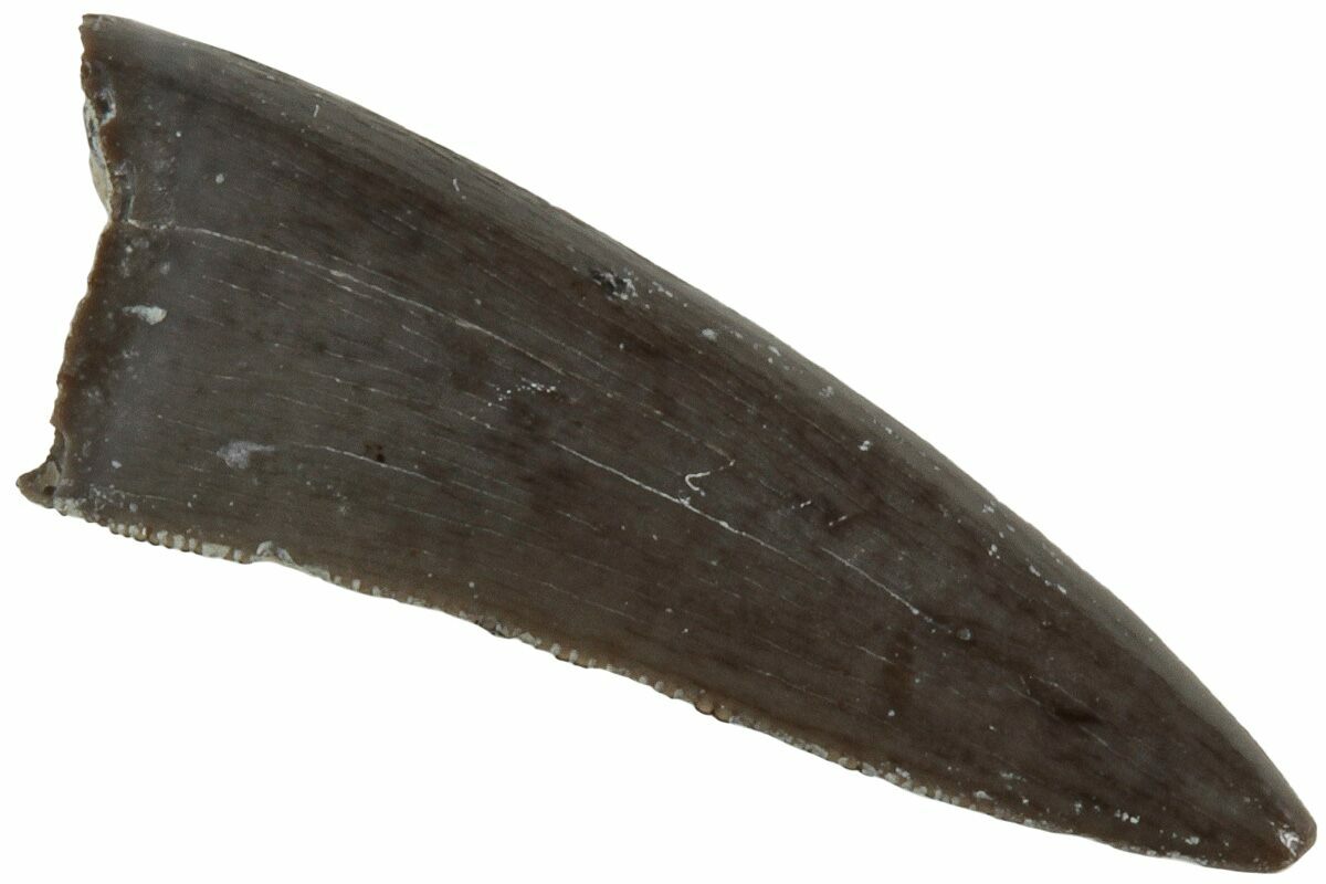 .58" Serrated, Triassic Reptile (Postosuchus?) Tooth - Arizona (#231172 ...