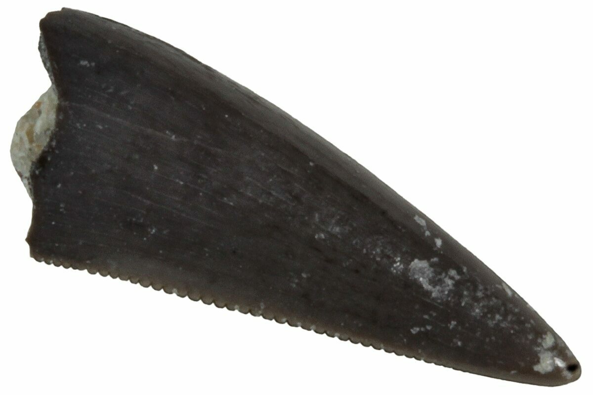 .32" Serrated, Triassic Reptile (Postosuchus?) Tooth - Arizona (#231211 ...