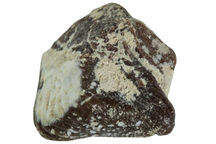 .28" Fossil Crusher Shark (Ptychodus) Tooth - Kansas (#218683) For Sale ...