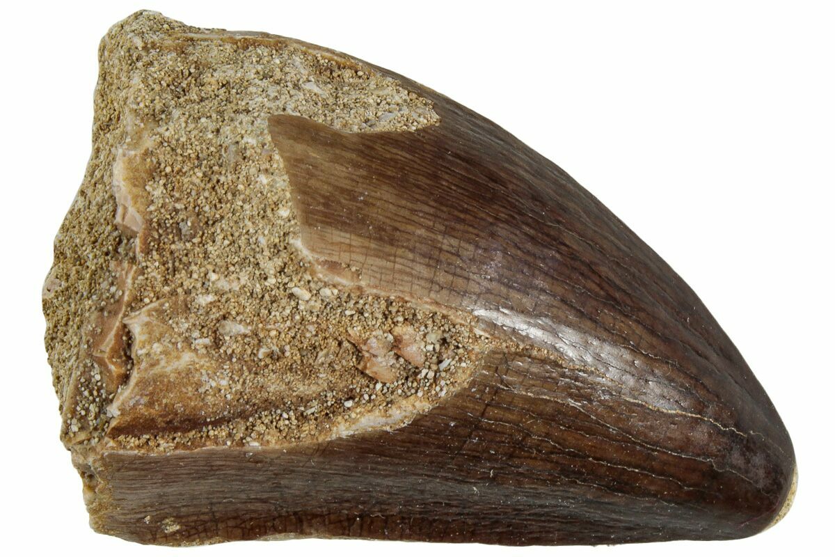 1.5" Fossil Mosasaur (Prognathodon) Tooth - Morocco (#226669) For Sale ...