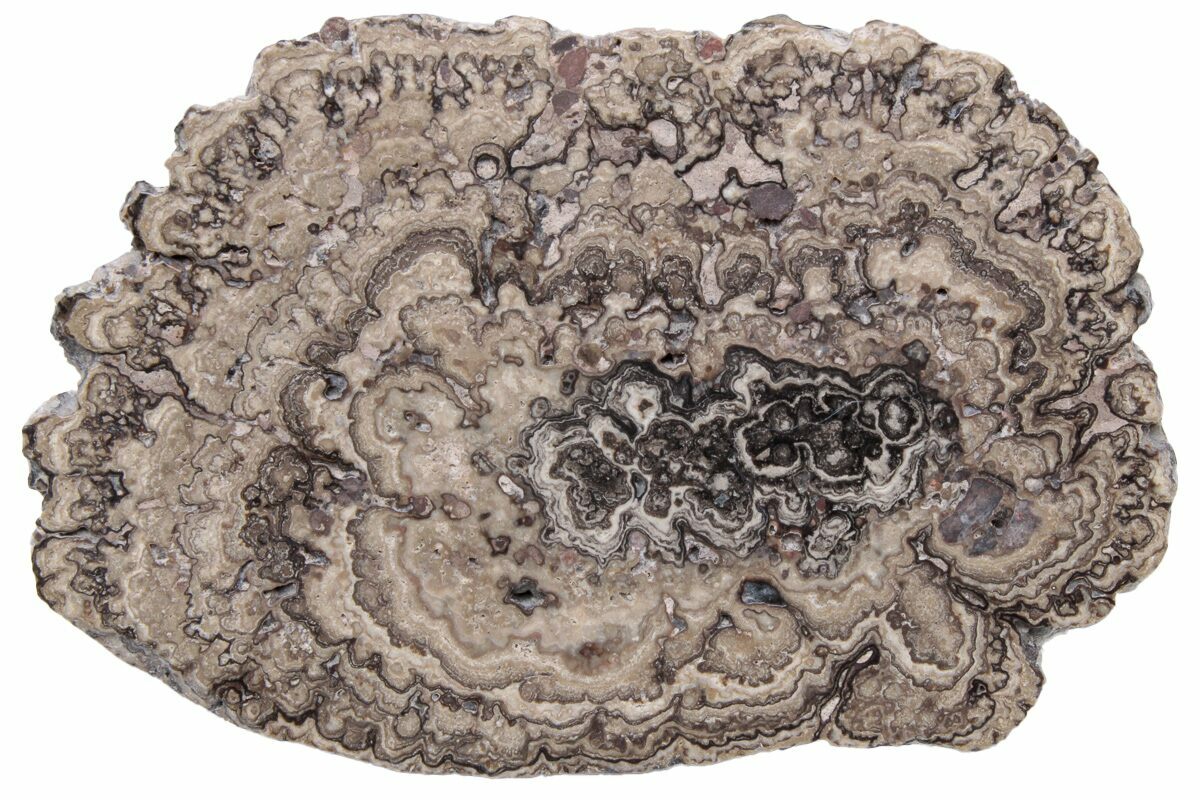 2.45" Polished, Cretaceous, Oncolite Stromatolite Fossil - Mexico ...