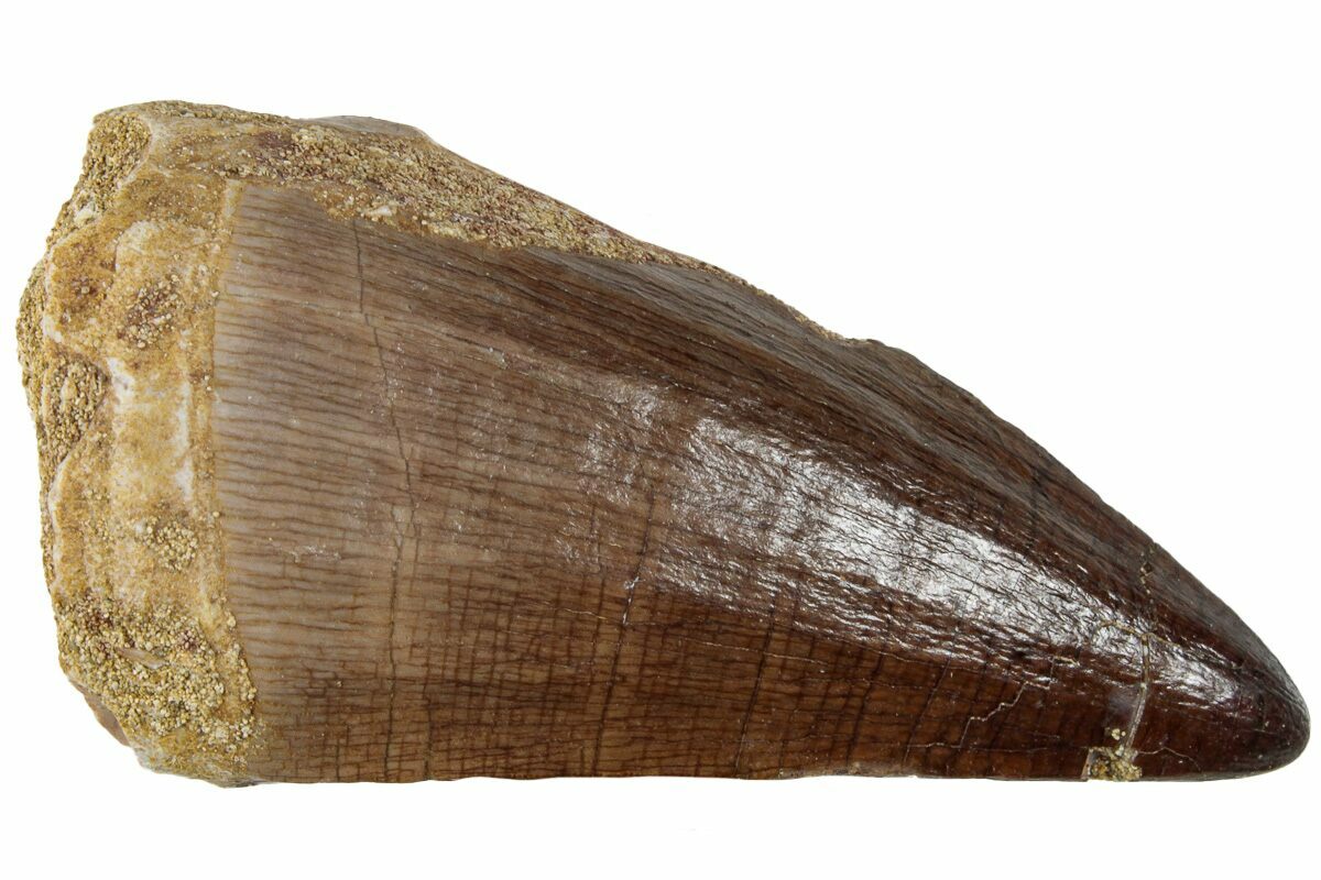 1.75" Fossil Mosasaur (Prognathodon) Tooth - Morocco (#226694) For Sale ...