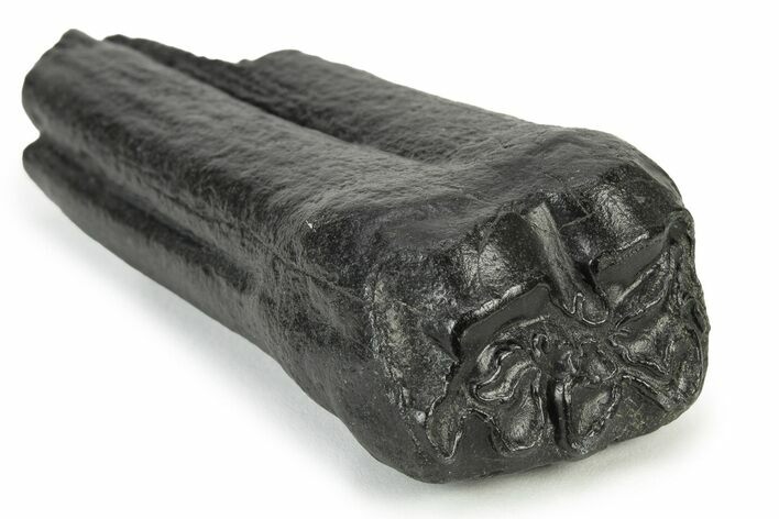 3.1" Pleistocene Aged Fossil Horse Tooth - South Carolina (#231739) For ...