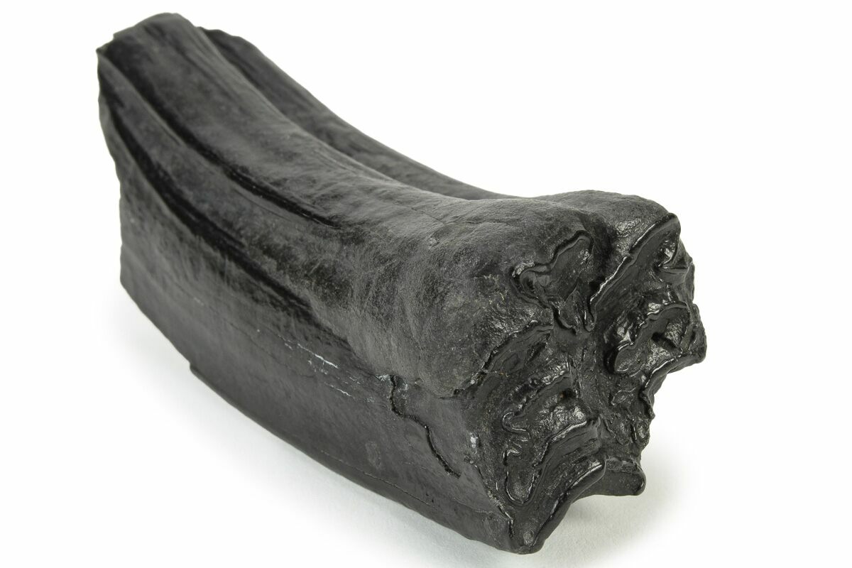 3" Pleistocene Aged Fossil Horse Tooth - South Carolina (#231743) For ...