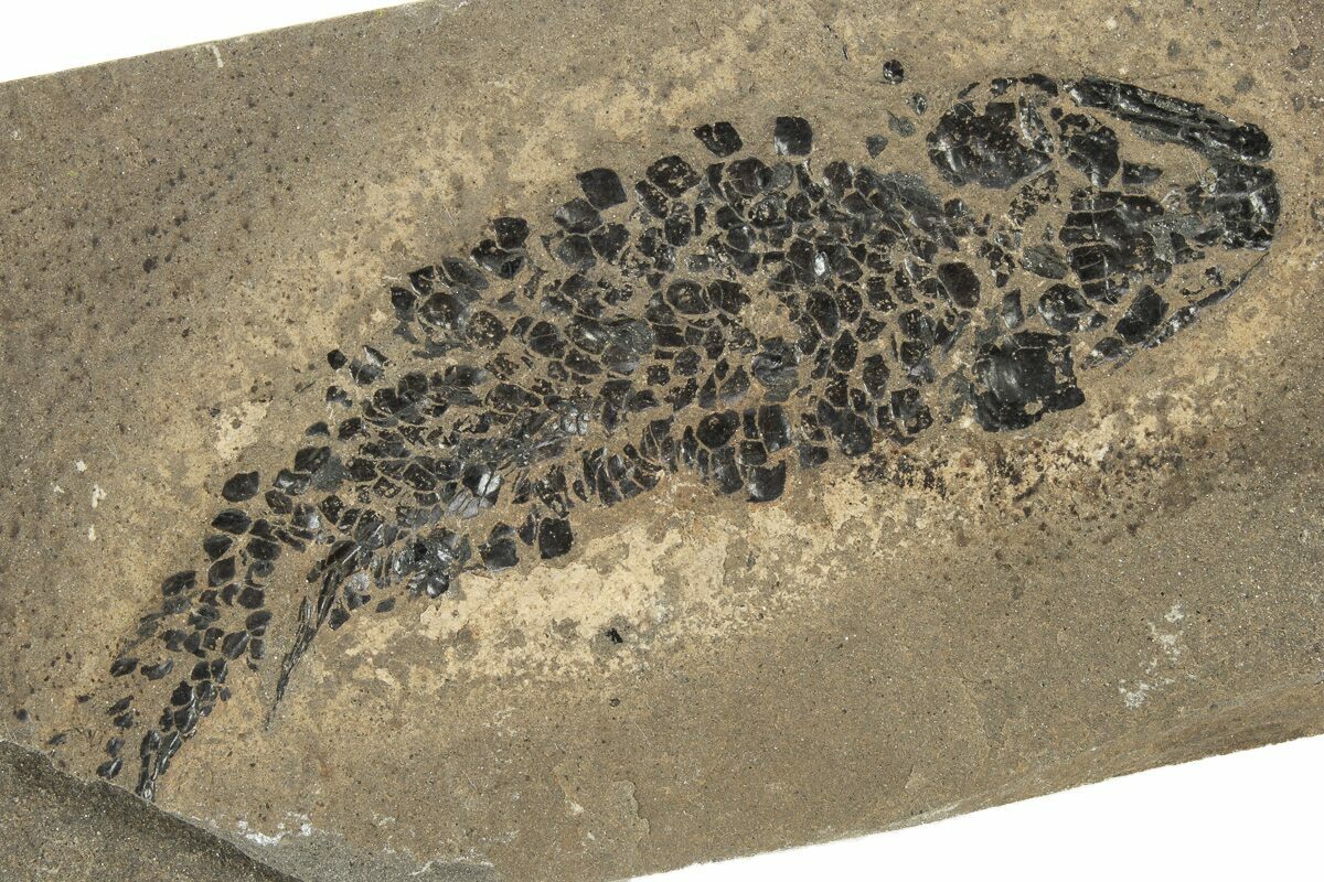 3.3" Devonian Lobed-Fin Fish (Osteolepis) Fossil - Scotland (#231963 ...