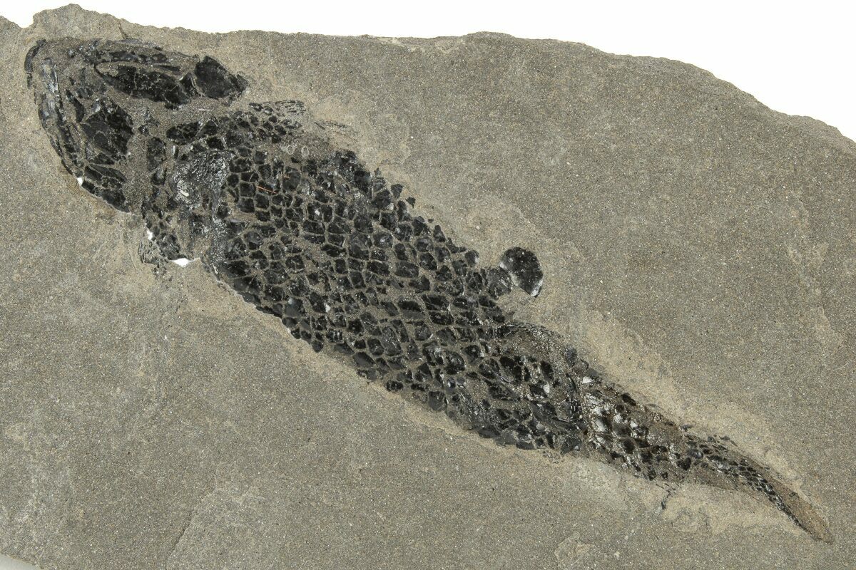 3.9" Devonian Lobed-Fin Fish (Osteolepis) Fossil - Scotland (#231965 ...