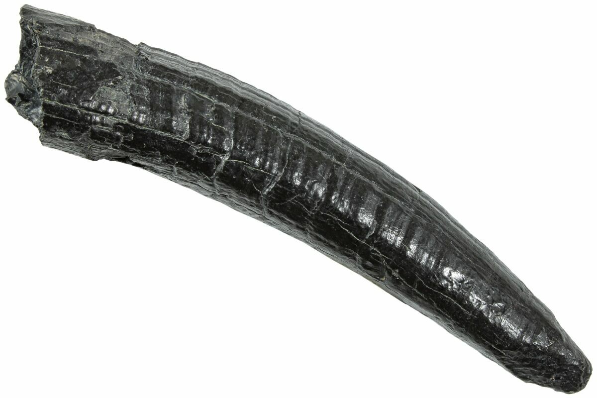 3.2" Fossil Pygmy Sperm Whale (Kogiopsis) Tooth - South Carolina ...