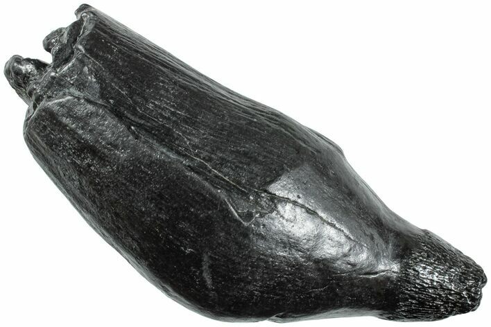 5.05" Fossil Sperm Whale (Scaldicetus) Tooth - South Carolina (#231854 ...