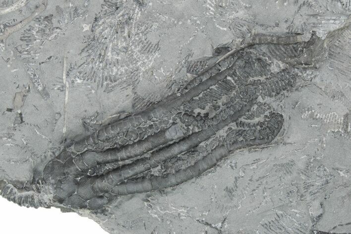 2.5" Fossil Crinoid (Histocrinus) - Monroe County, Indiana (#231979 ...