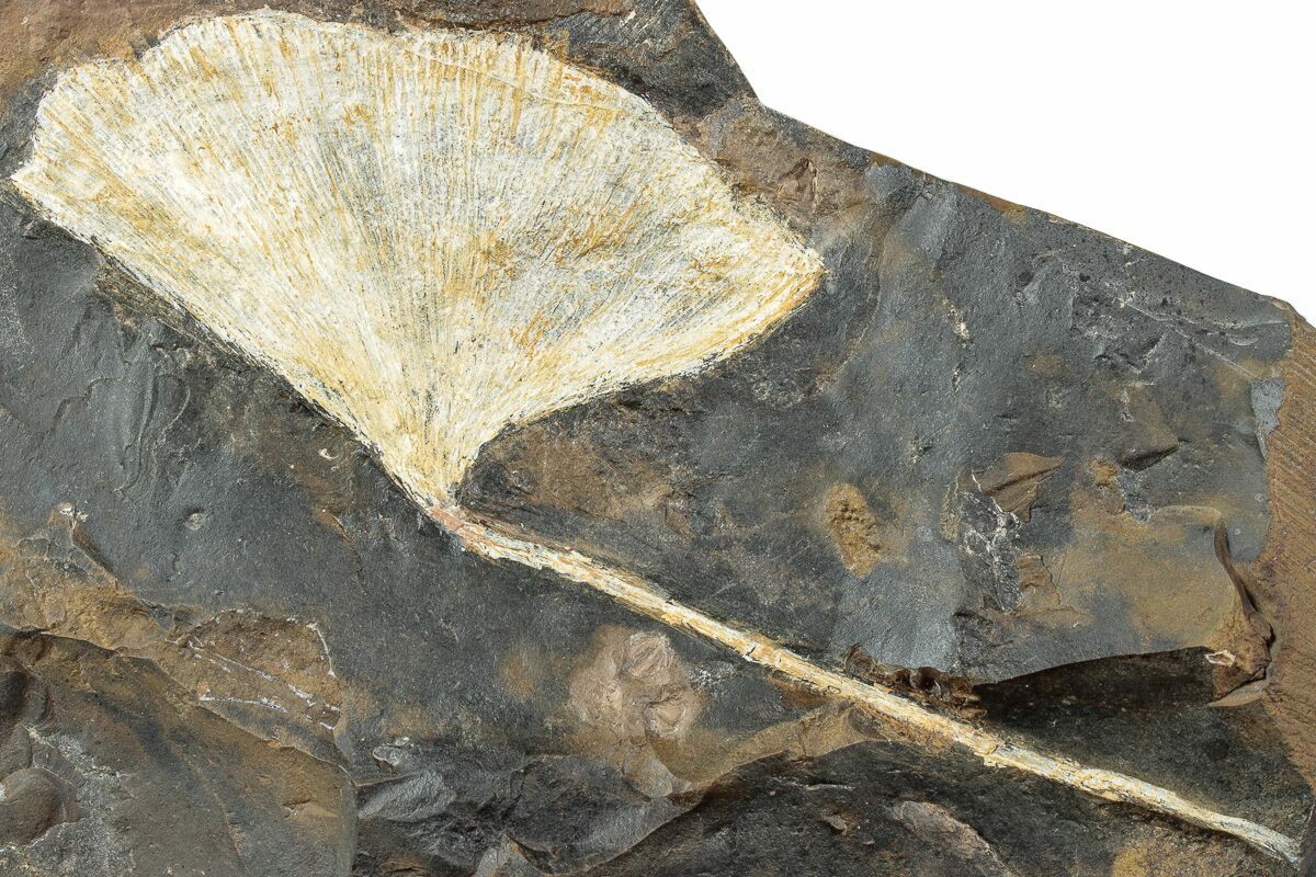 6.05" Fossil Ginkgo Leaf From North Dakota - Paleocene (#232003) For ...