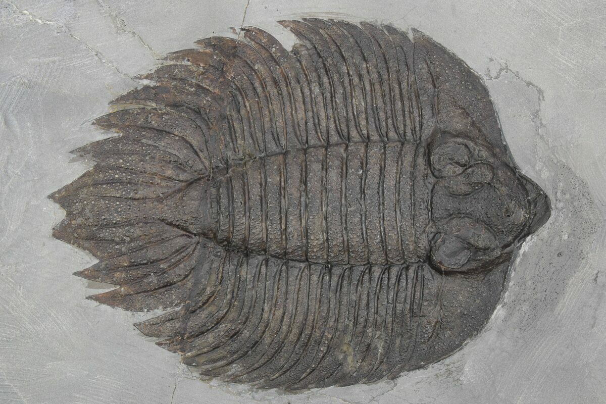 4.6" Elegant, Lichid Trilobite (Arctinurus) - Middleport, New York ...