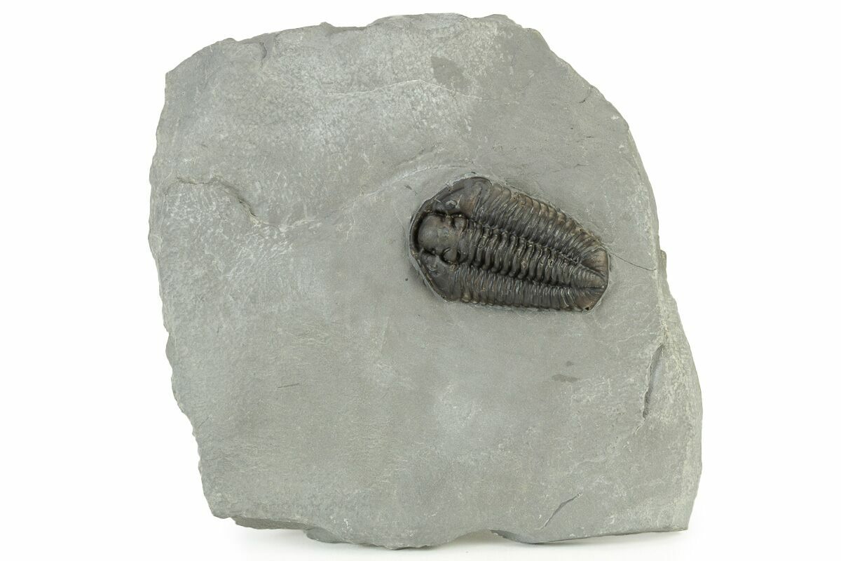 1.35" Calymene Niagarensis Trilobite Fossil - New York (#232052) For ...