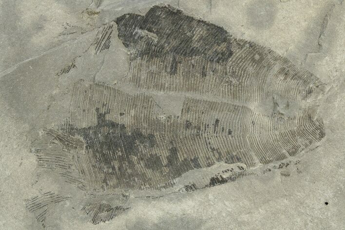 2.6" Silurian Conulariid (Conularia) Fossil - New York (#232097) For ...