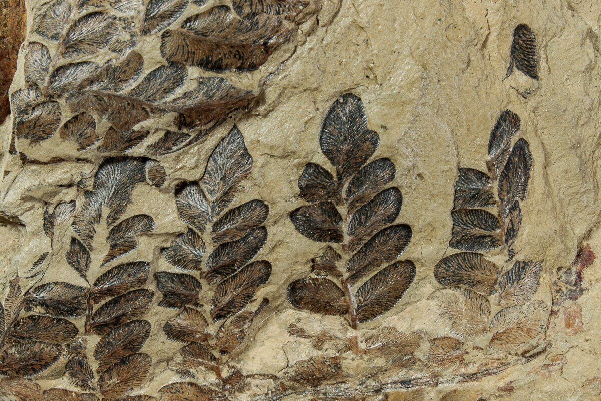 3.4" Pennsylvanian Fossil Fern (Pecopteris) Plate - West Virginia ...