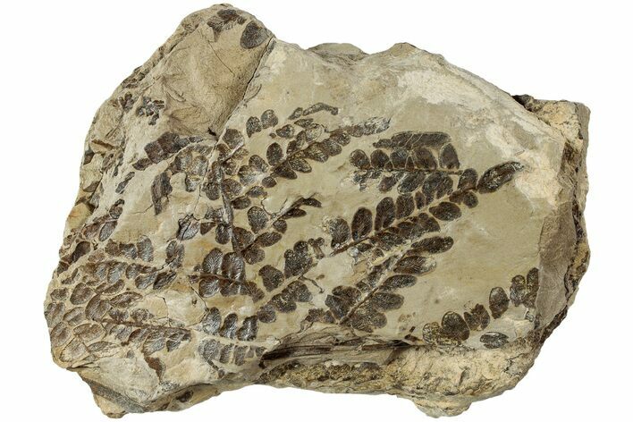3.5" Pennsylvanian Fossil Fern (Pecopteris) Plate - West Virginia ...