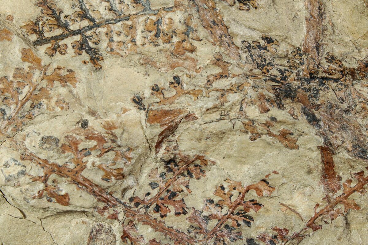 3" Pennsylvanian Fossil Fern (Eusphenopteris) Plate - West Virginia ...