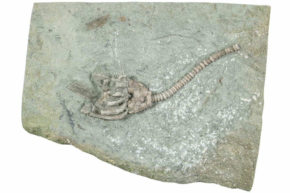 Bargain, 2.7" Fossil Crinoid (Macrocrinus) - Indiana (#232250) For Sale ...