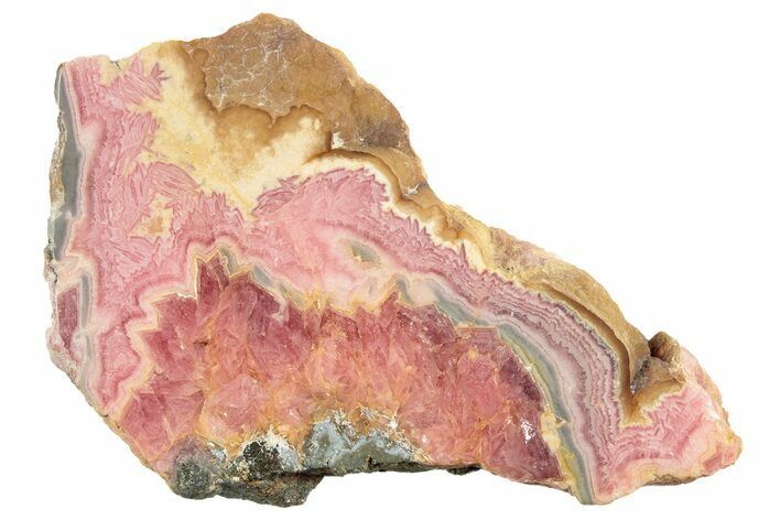 3.3" Polished Banded Rhodochrosite Slab - Argentina (#232540) For Sale ...