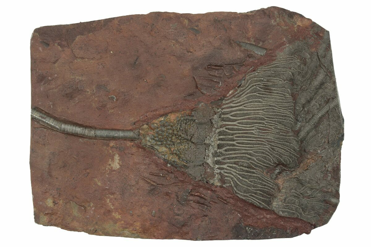 8.6" Silurian Fossil Crinoid (Scyphocrinites) Plate - Morocco (#230254 ...