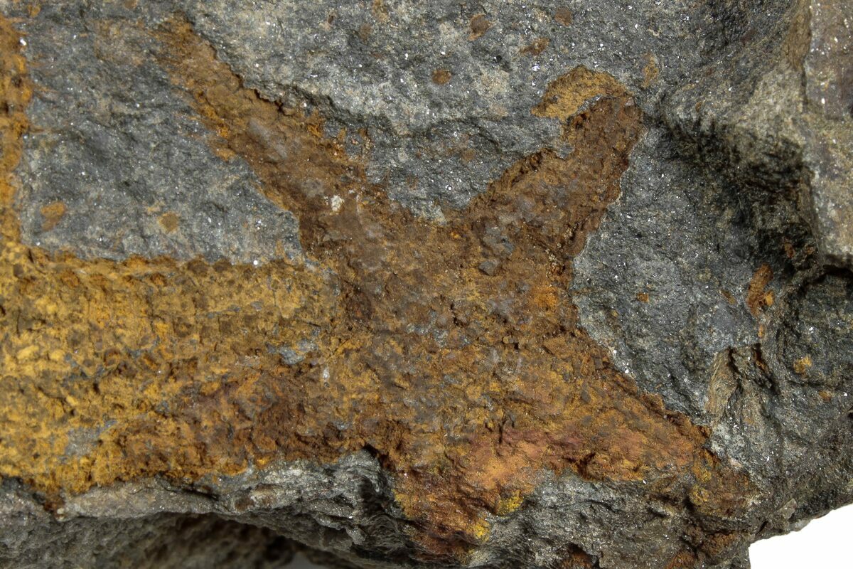 1.6" Ordovician Starfish (Petraster?) Fossil - Morocco (#232717) For ...