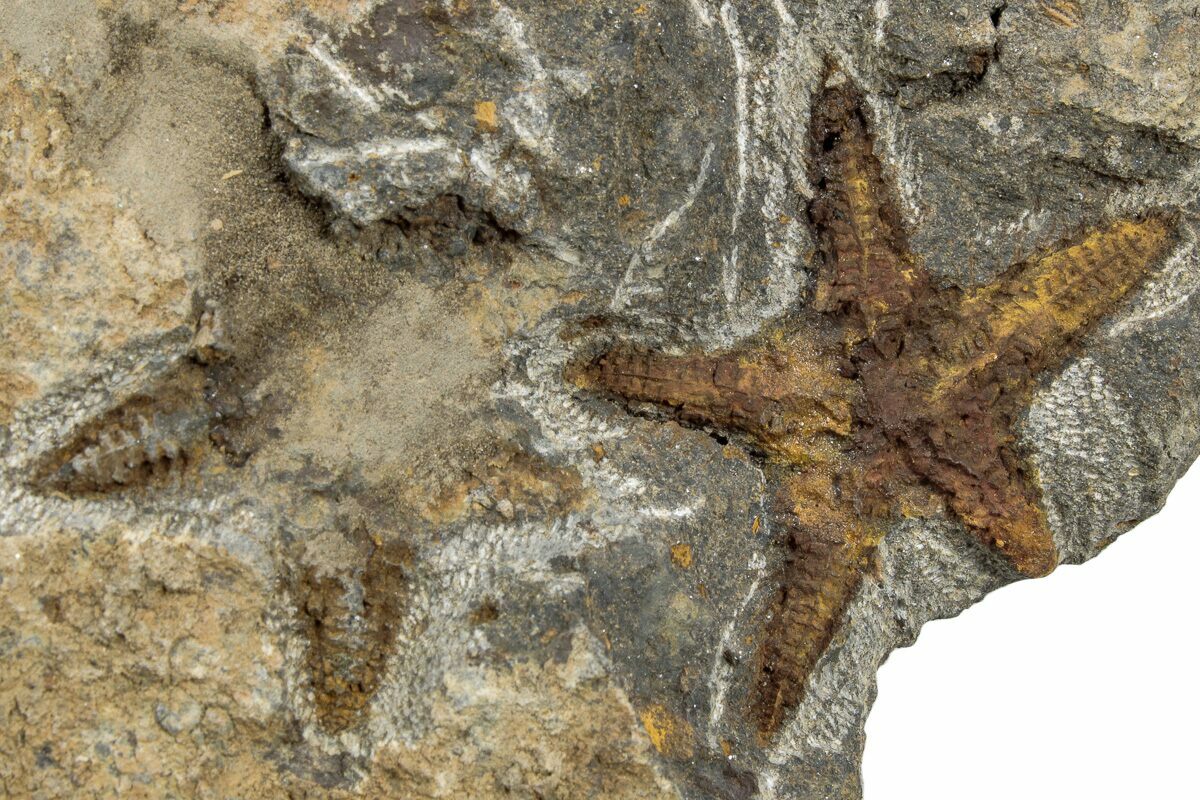 1.45" Ordovician Starfish (Petraster?) Fossil - Morocco (#232719) For ...