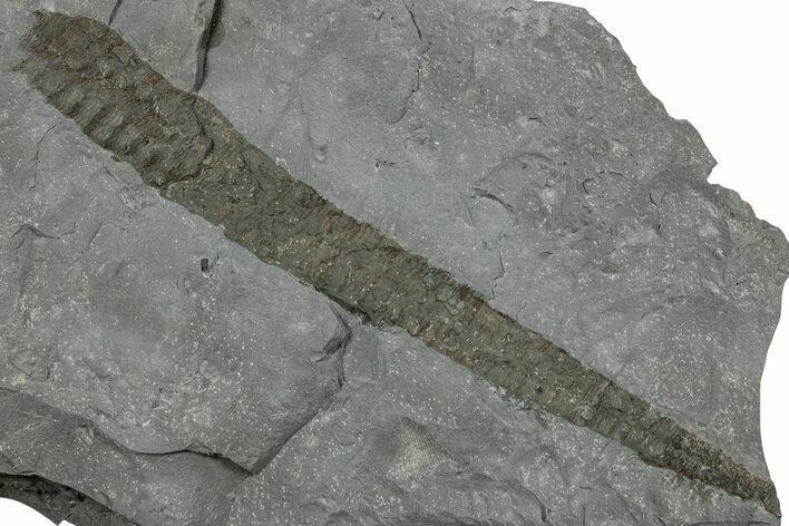 7.1" Silurian Cephalopod (Dawsonoceras) Fossil - New York (#232731) For ...