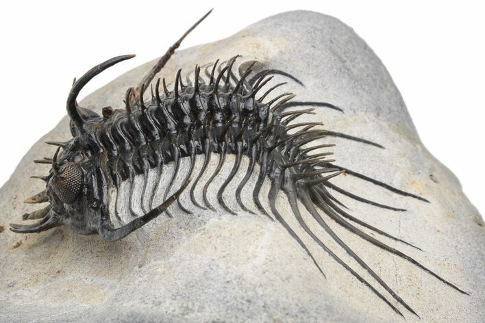 4" Alien-Looking Quadrops Trilobite - Spectacular Preparation (#232766 ...