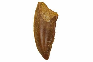 Serrated, .7" Raptor Tooth - Real Dinosaur Tooth (#228798) For Sale ...