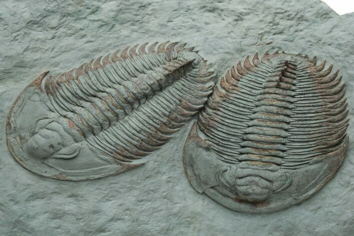Pair Of Large Lower Cambrian Trilobites (Longianda) - Issafen, Morocco ...