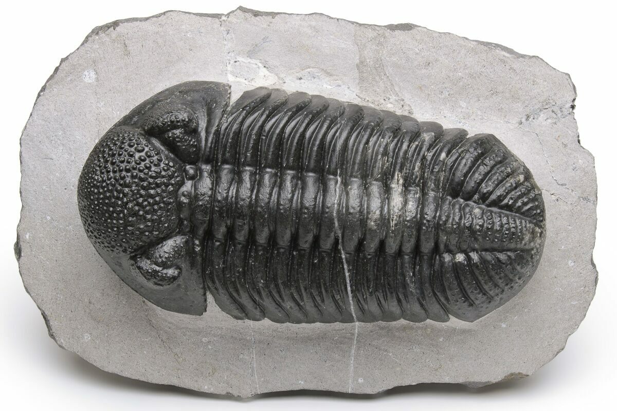5.3" Prone Drotops Trilobite With Great Eyes- Mrakib, Morocco (#233275 ...