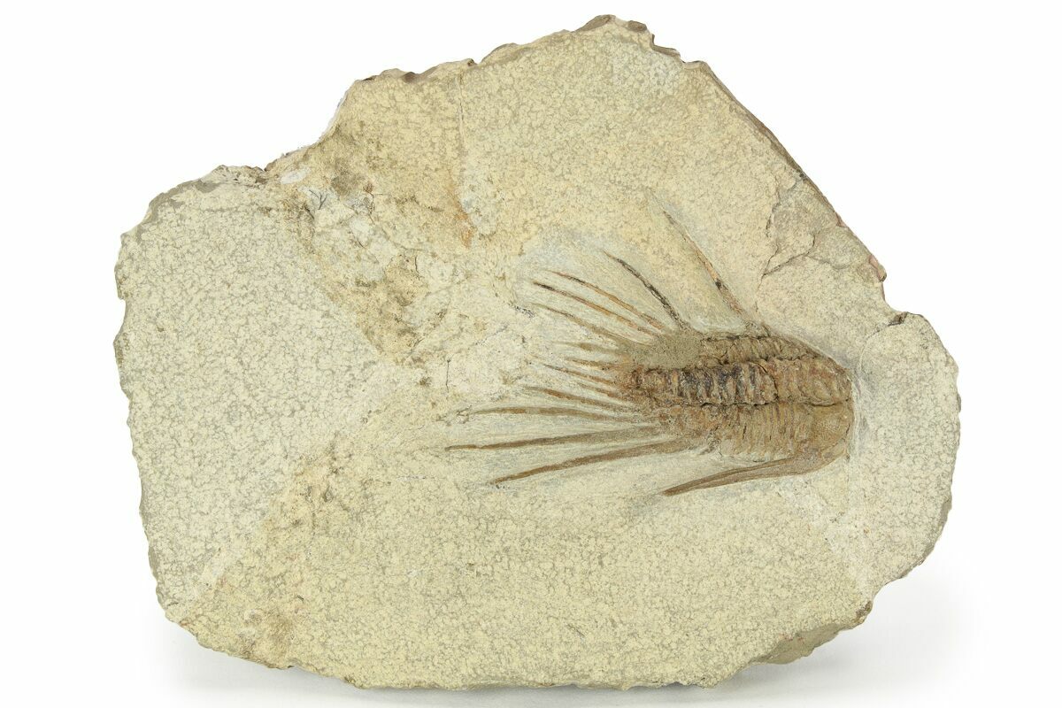 Bargain, 1.9" Anacheirurus (Lehua) Trilobite - Fezouata Formation ...