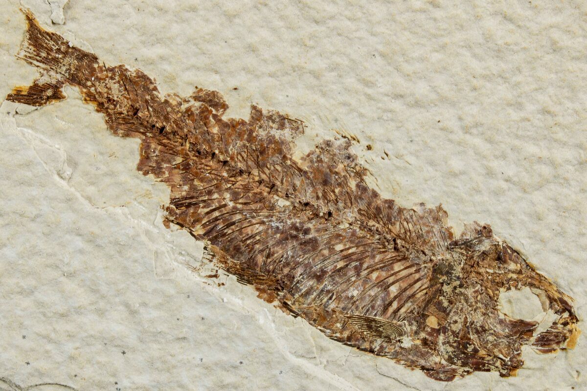 Bargain, 2.75" Fossil Fish (Knightia) - Green River Formation (#233105 ...
