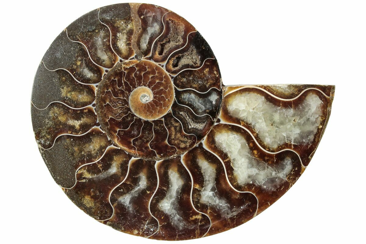 2.95" Cut & Polished Ammonite Fossil (Half) - Madagascar (#233550) For ...