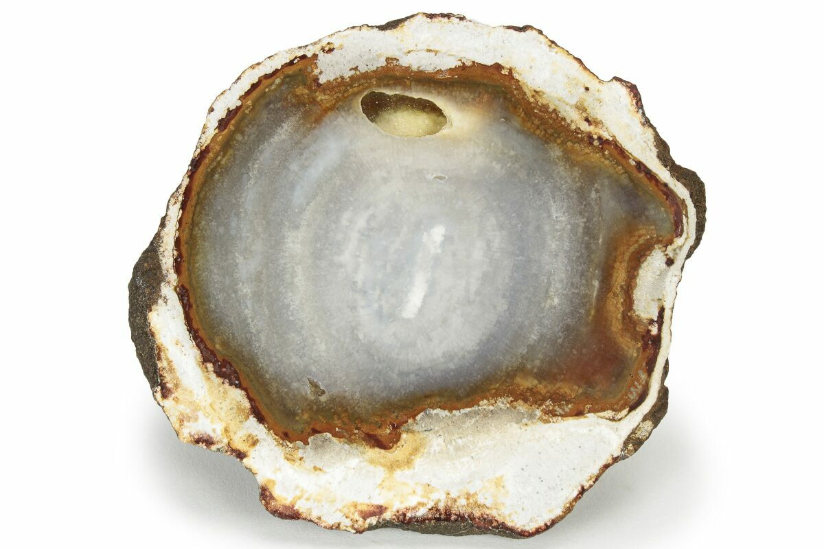 2.6" Agatized Fossil Coral Nodule - Florida (#234342) For Sale ...