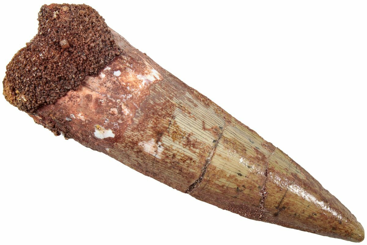 2.15" Fossil Spinosaurus Tooth - Real Dinosaur Tooth (#234331) For Sale ...