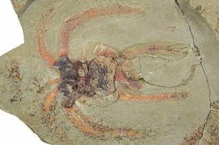 FossilEra - Fossils, Meteorites & Minerals For Sale - FossilEra.com