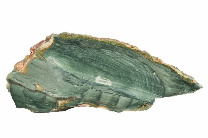 9.7" Gary Green Jasper (Larsonite) Bog Wood Section - Oregon (#228023 ...