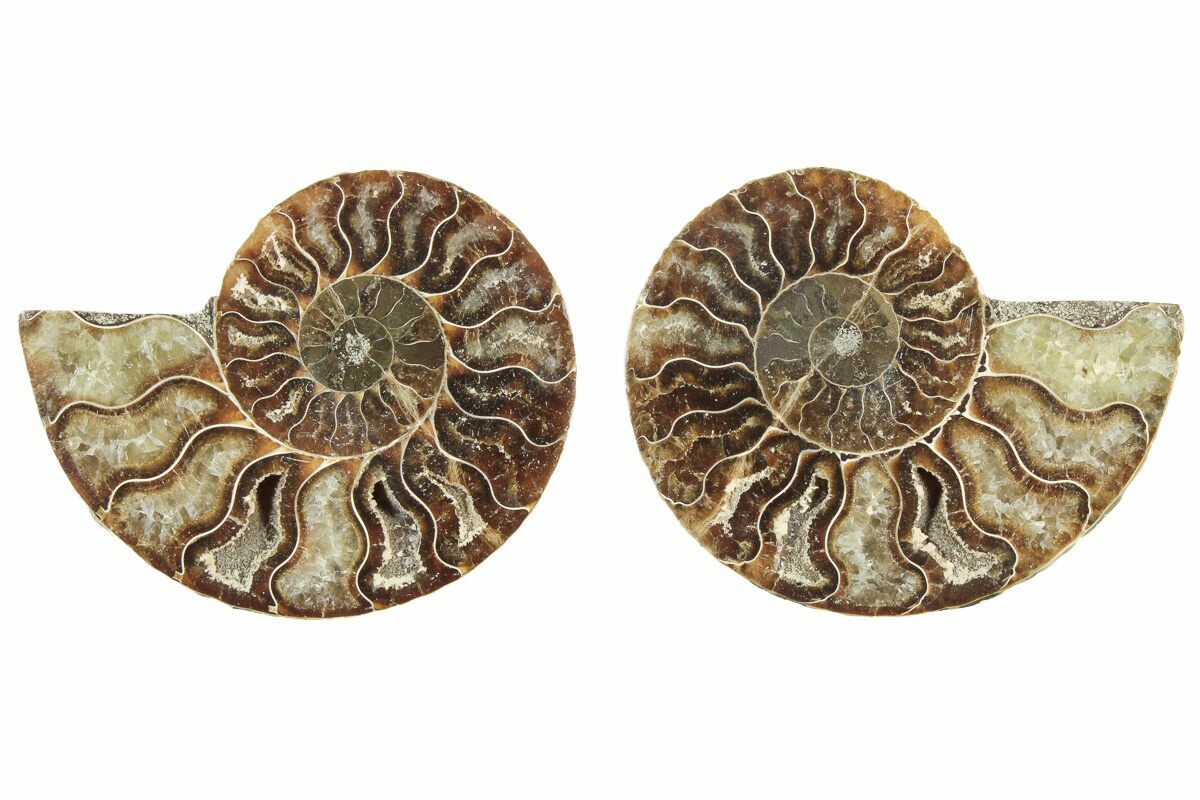 3.5" Cut & Polished, Agatized Ammonite Fossil - Madagascar (#234420 ...