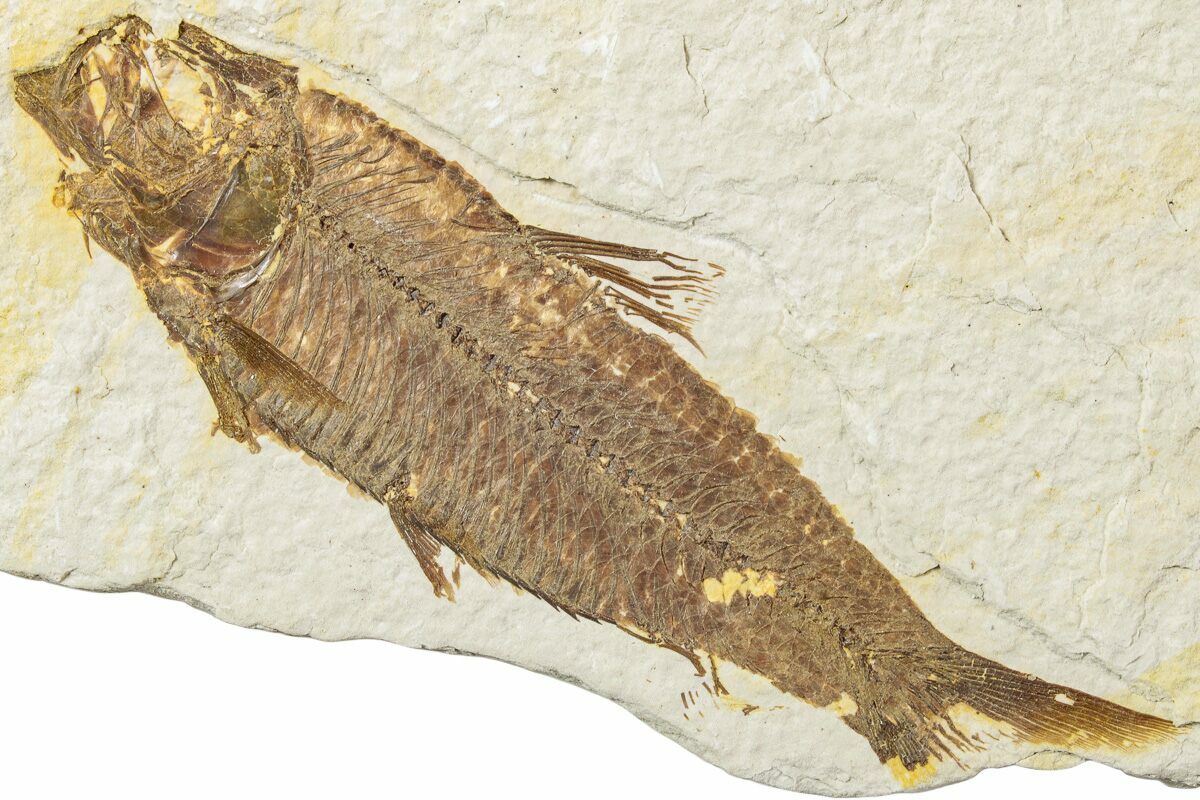 3.4" Fossil Fish (Knightia) - Green River Formation (#234225) For Sale ...