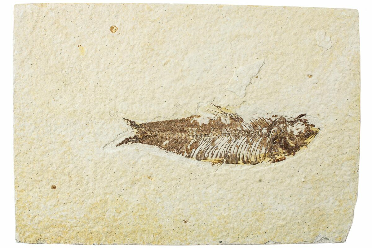3.3" Fossil Fish (Knightia) - Green River Formation (#234232) For Sale ...