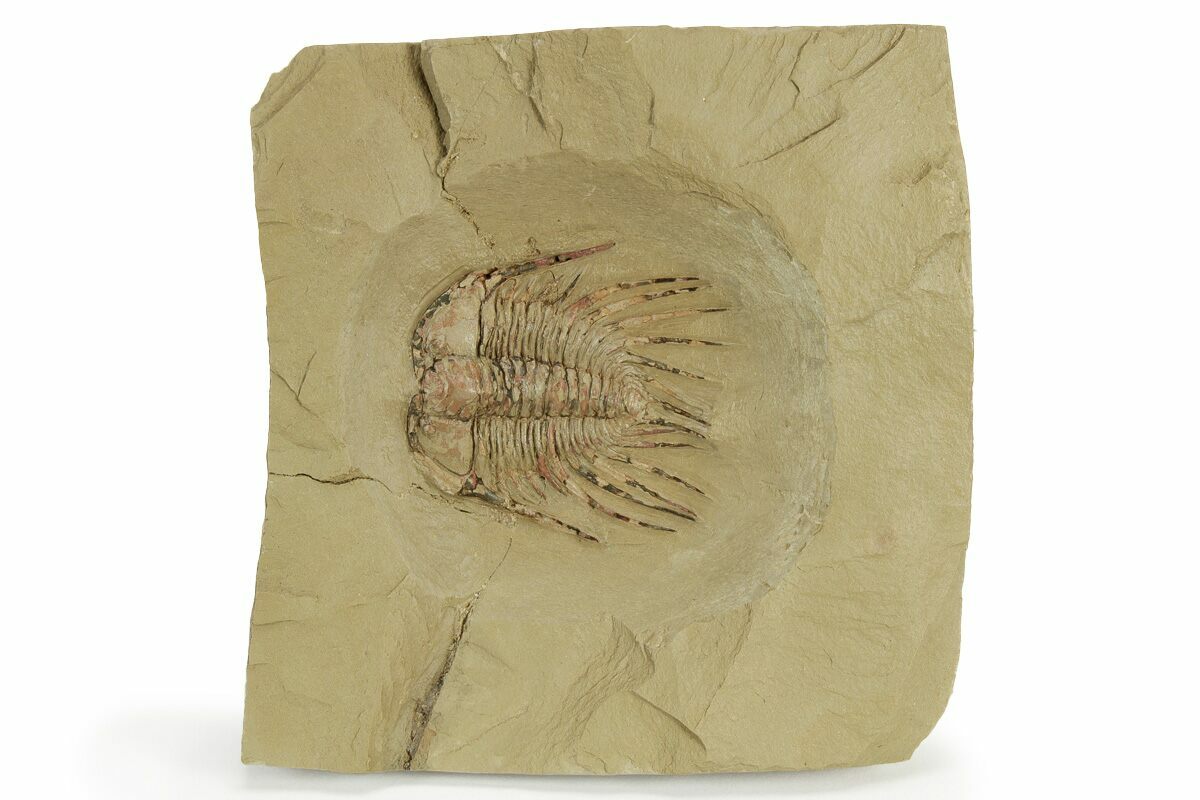1.7" Anacheirurus (Lehua) Trilobite - Fezouata Formation (#234550) For ...