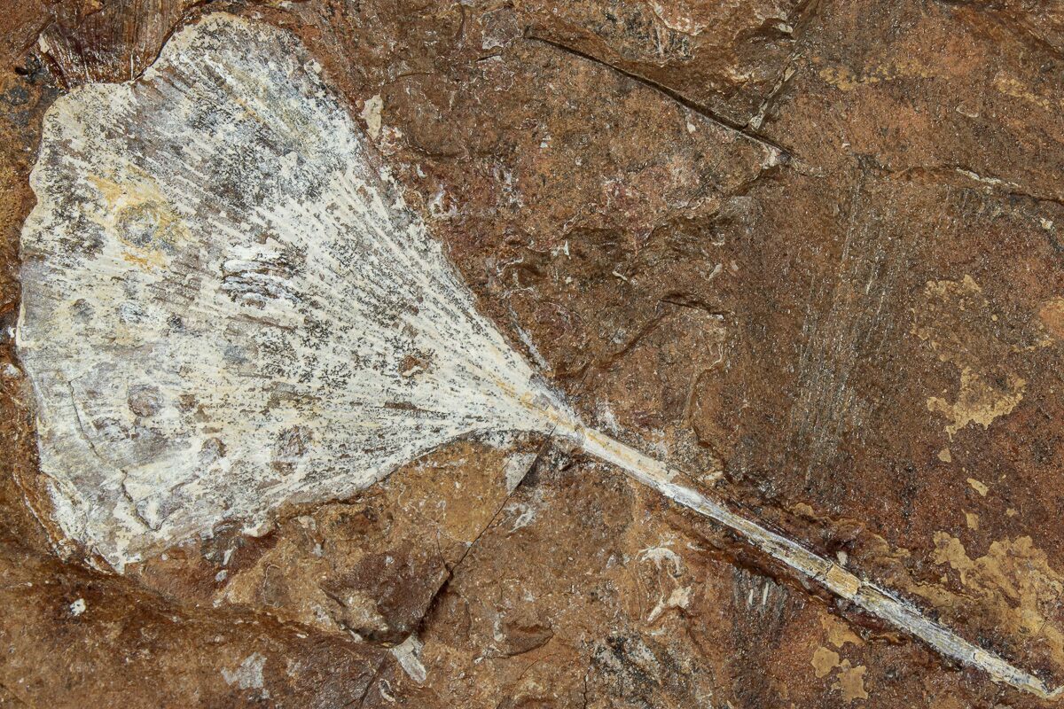 2.8" Fossil Ginkgo Leaf From North Dakota - Paleocene (#234580) For ...