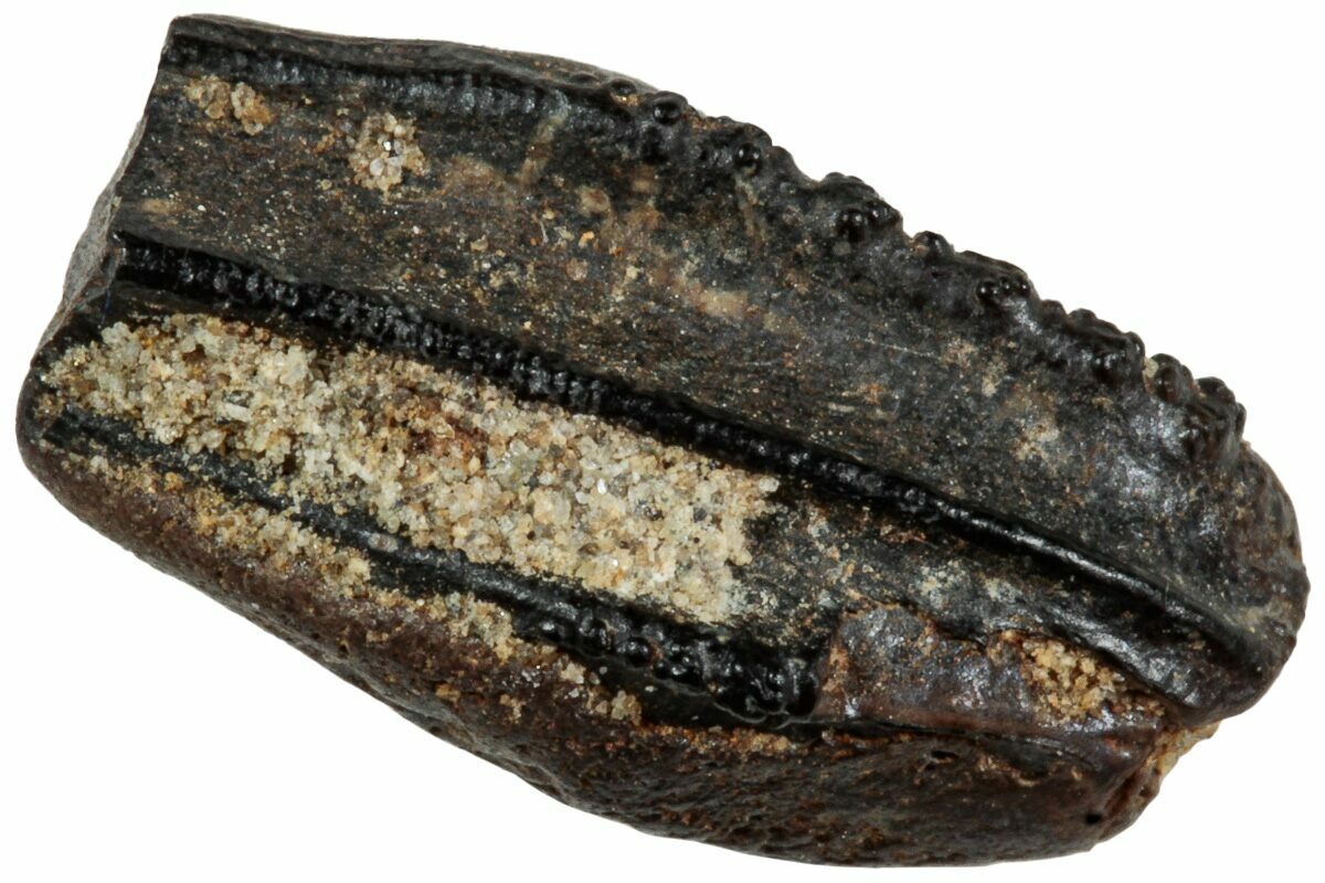 .5" Partial Fossil Hadrosaur (Edmontosaurus) Tooth - Montana (#234672 ...