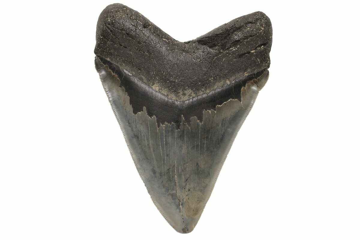 Bargain, 6.16" Fossil Megalodon Tooth - Sharp Serrations (#235139) For ...